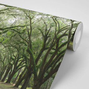 Samolepící fototapeta v objetí stromů