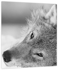 Obraz - Vlk, černobílá (30x30 cm)