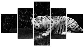 Obraz - Tygr albín, černobílý (125x70 cm)