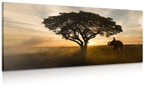 Obraz slon při východu slunce Varianta: 120x60