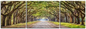 Obraz na plátně - Historické dubové stromy lemované polní cestou - panoráma 5239C (150x50 cm)
