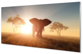 Obraz na skle Sloní strom na východ 125x50 cm