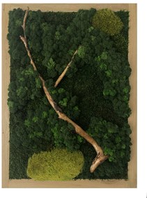 WOODILO Mechový obraz Borovice| sobí, kopečkový, plochý mech + dřevina Rozměr obrazu: 60x60 cm, Barva rámu: Ořech světlý (mořená borovice), Síla rámu (pohledová): 2,5 cm