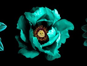 Vícedílný obraz Tyrkysové Květy Na Černém Pozadí Nedostatek Nedostatek Přírodní plátno 200x150