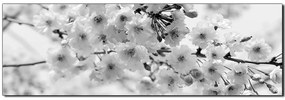 Obraz na plátně - Třešňový květ - panoráma 5279QA (105x35 cm)