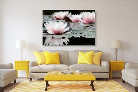 Obraz lotosový květ Varianta: 60x40