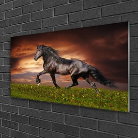 Obraz na skle Černý Kůň Louka Zvířata 100x50 cm