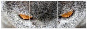 Gario Obraz na plátně Kocour, Jenny Downing - 3 dílný Rozměry: 90 x 30 cm