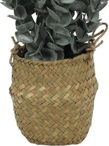 Umělá rostlina eukalyptu v košíku, 50 cm