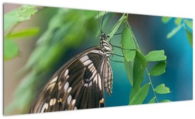 Motýl - obraz (100x40cm)