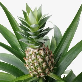 ANANAS Rostlina, Pineapple, 12 cm