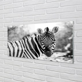 akrylový obraz retro zebra 125x50 cm