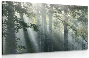 Obraz slneční paprsky v mlhavém lese