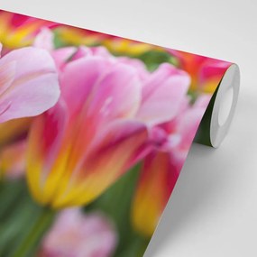 Fototapeta louka růžových tulipánů