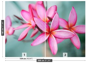 Fototapeta Pink Plumeria 104x70