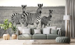 Samolepící fototapeta tři černobílé zebry v savanu - 150x100 cm