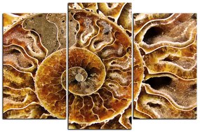 Obraz na plátně - Textura fosílie 1174C (120x80 cm)