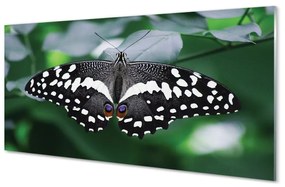 Obraz na skle Barevný motýl listí 125x50 cm