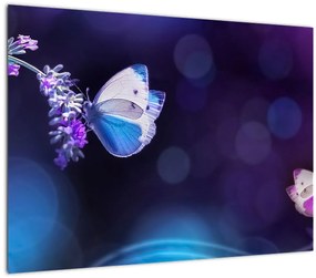 Skleněný obraz - Motýli na levanduli (70x50 cm)