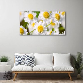 Obraz na plátně Květiny Sedmikráska Příroda 140x70 cm