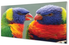 Obraz na skle barevný papoušek 100x50 cm