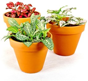 Fittonia mix, průměr 9 cm