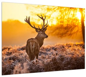Obraz jelena (70x50 cm)