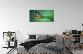 Obrazy na plátně Barevný motýl křídlo 120x60 cm