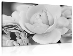 Obraz plný růží v černobílém provedení Varianta: 120x80