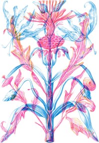 Filip Šenkeřík | Hybrid I – Liliantaurea Centaureum Rám: Černý, Velikost: 40 x 30 cm
