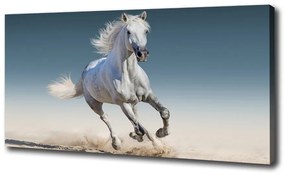 Wallmuralia Foto obraz na plátně Bílý kůň ve cvalu 100x50