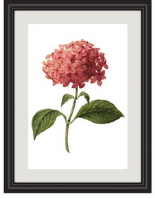 Obrázek růžová hortenzie A4 (210 x 297 mm): A4