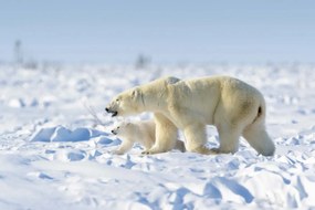DIMEX | Vliesová fototapeta Rodina ledních medvědů MS-5-0436 | 375 x 250 cm| modrá, bílá, šedá