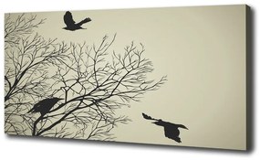 Wallmuralia Moderní fotoobraz canvas na rámu Vrány na stromě 100x50