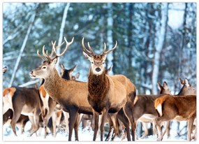 Obraz - Stádo jelenů (70x50 cm)