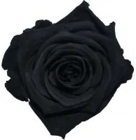 Hlavy růží - mini 12 ks Black - černá