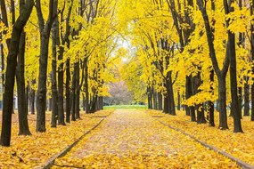 DIMEX | Samolepicí vliesová fototapeta na zeď Podzimní park MA-5-1914 | 375 x 250 cm | žlutá, hnědá