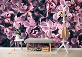 Samolepící fototapeta fialové květy šeříku - 375x250 cm