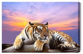 Obraz Tygr Odpočívá Nedostatek Nedostatek Přírodní plátno 30x20