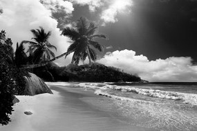 Tapeta palma na pláži černobílá - 225x150 cm