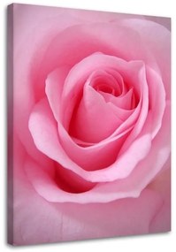Obraz na plátně, Růžový květ rostlina - 40x60 cm