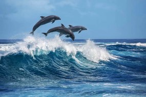 DIMEX | Samolepicí vliesová fototapeta na zeď Tři delfíni MA-5-0522 | 375 x 250 cm | modrá, šedá