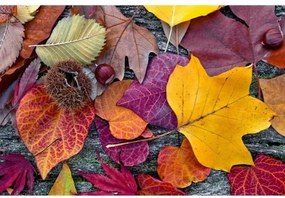 DIMEX | Samolepicí vliesová fototapeta na zeď Podzimní listí MA-5-0112 | 375 x 250 cm | vícebarevná