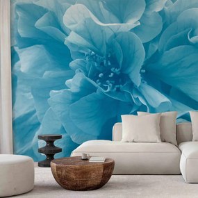 Fototapeta Modré azalky - detail lístků květů v světlých barvách