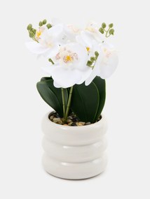 Sinsay - Dekorativní rostlina v květináči – orchidej - bílá