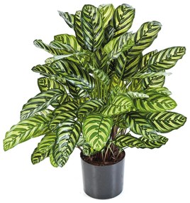 CALATHEA - umělá rostlina, 80 cm