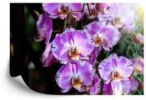 Fototapeta Krásné Orchideje Omyvatelný vlies 104x70.5