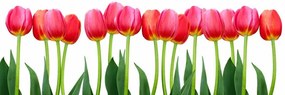 Fototapeta na linku Tulips 180 x 60 cm | KI180-058