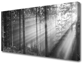 Obraz na plátně Les Příroda Paprsky Slunce 125x50 cm
