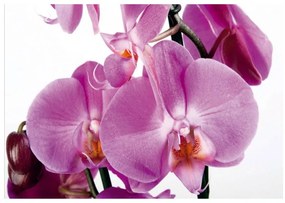 Fototapeta vliesová čtyřdílná Orchidej